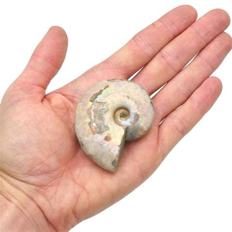 Ammonite Iridescent Opalised Fossil Mystic Crystals