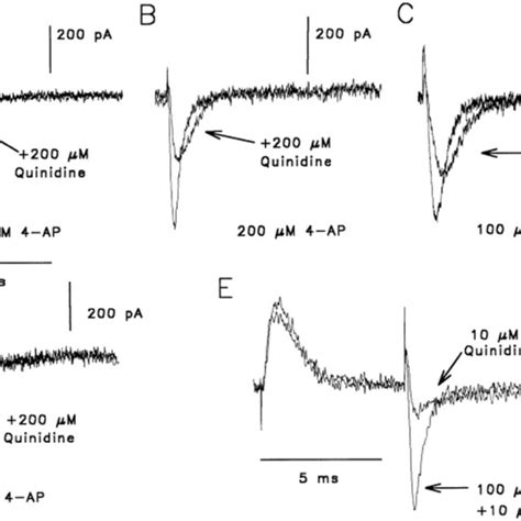 On And Off Gating Currents Igon And Igoff From Hkv15 During 12 Ms