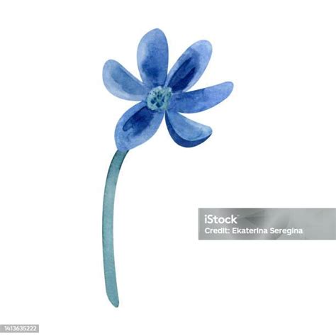 흰색 배경에 수채화 진한 파란색 야생화 클립 아트 손으로 그린 꽃 그림 개화기에 대한 스톡 벡터 아트 및 기타 이미지 개화기 겨울 결혼식 Istock