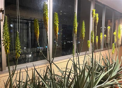 Poop Pee Paper Caca Pipí Papel Moving With Mitchell