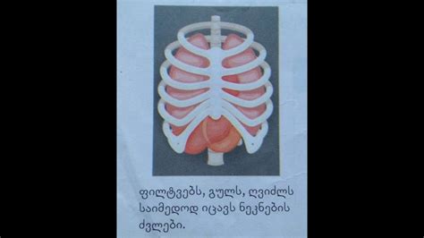 ჩონჩხი და კუნთები Youtube