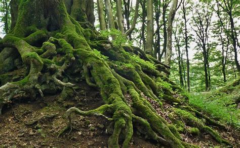 Корень Дерева Дерево - Бесплатное фото на Pixabay | Корни деревьев ...