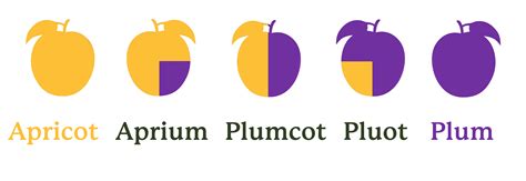 Plum Fruit Hybrids At Amelia Rojas Blog