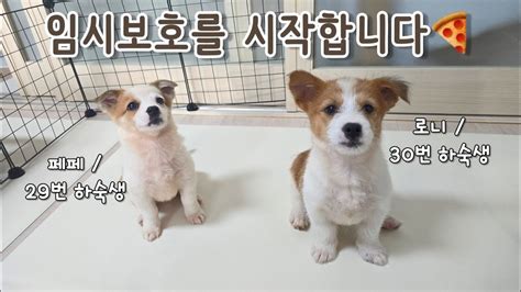 페페로니임보일기 1 ㅣ 엄마도 형제도 죽고 살아남은 아이들 임시보호 시작합니다ㅣ1인가구 임시보호 유기견임보 유기견 유기견