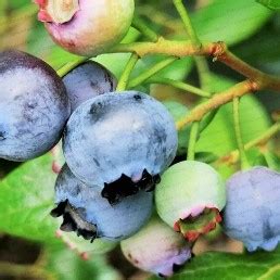 Голубика Сиерра - описание сорта, отзывы, подкормка, посадка и уход