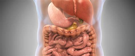 Understanding Gut Health And Vitamin D Absorption