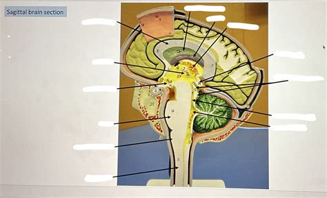 Brain Diagram Quizlet