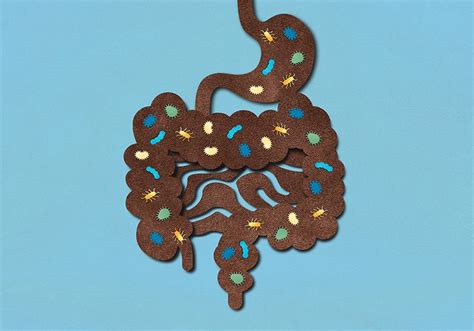 Gut Bacteria Boost Levels Of Sex Hormones With The Help Of Flatulence The Scientist Gut Bacteria Boost Levels Of Sex Hormones With The Help Of Flatulence The Scientist