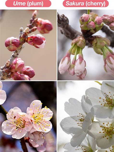 Heralding The Spring A Japanese Plum Blossom Guide