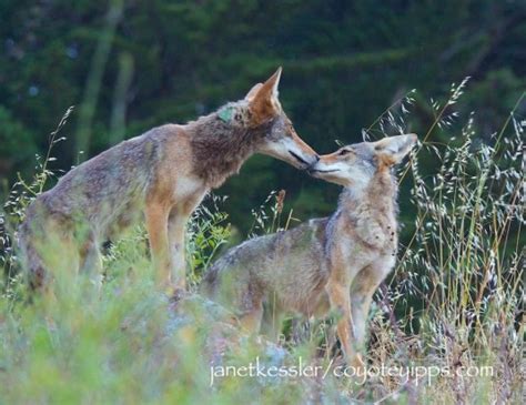 Coyote Yipps Information And Stories About San Francisco Coyotes