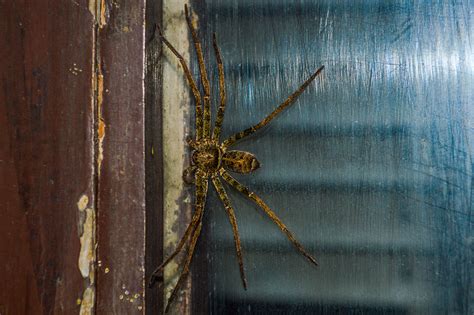 тапети животни ужас природа дърво Индия насекомо Nikon Хималаи