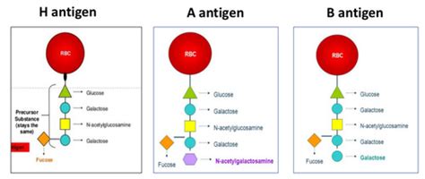The Abo Gene Flashcards Quizlet