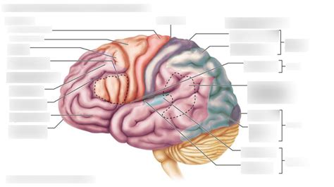 functional area of the cerebral cortex diagram quizlet