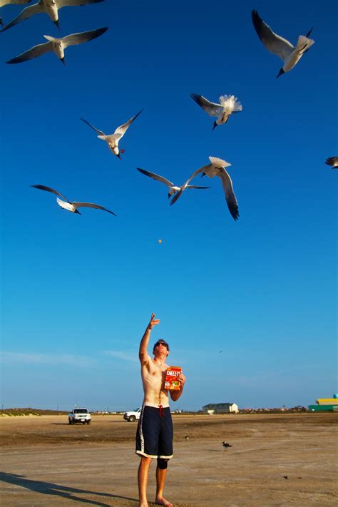 무료 이미지 바닷가 바다 자연 모래 바람 해조 나는 먹이 초상화 비행 동작 정경 조류 맑은 에오스 2012 년 윈드 서핑 갈매기 캐논
