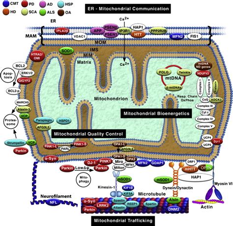 Mitochondria The Next Neurodegeneration Neuron
