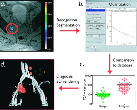 steps in semiautomated image analysis semiautomated image analysis
