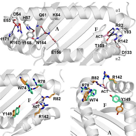Pdf Structure Of A Classical Mhc Class I Molecule That Binds “non Classical” Ligands