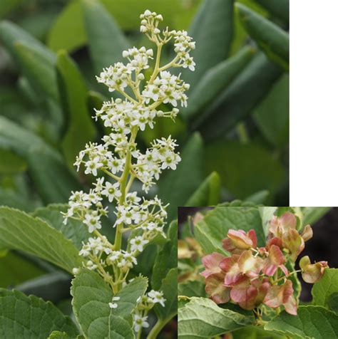 매운맛도 순한 맛도 있는 다채로운 미역줄나무 한국일보