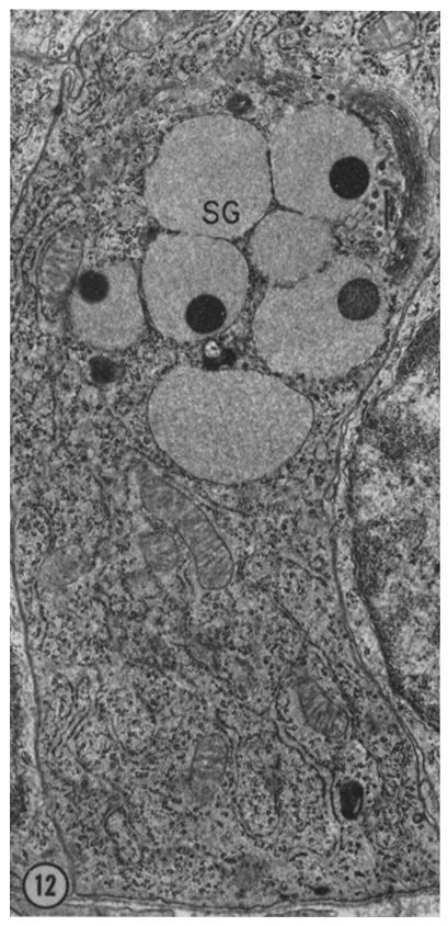 Electron Micrograph Of An Intermediate Cell Showing The Many Free