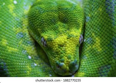 Green Python Images Stock Photos Vectors Shutterstock