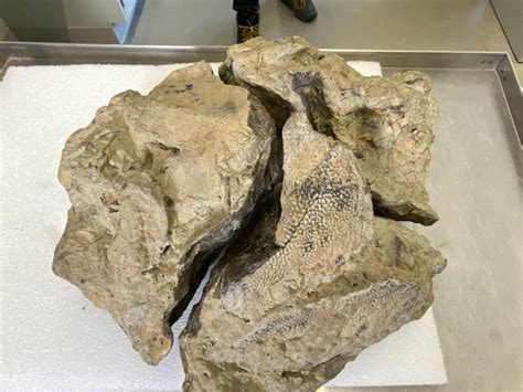 Hikers Discover 72 Million Year Old Sturgeon Skull In Edmonton River Valley Edmonton