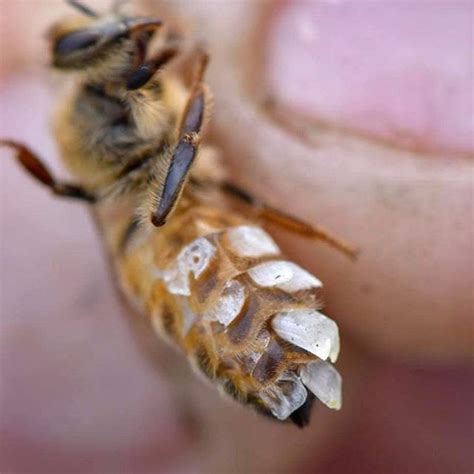 Honeybee Wax Production Process A Precious Natural Resource Bee Glue