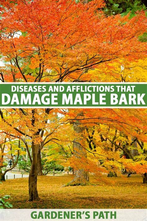 How To Identify And Treat Maple Bark Diseases And Afflictions