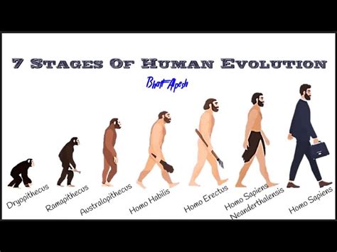 Human Evolution Stages With Names Main Stages In The Evolutionary