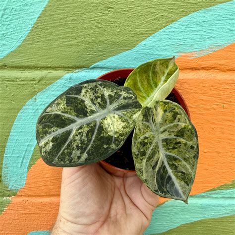 4” Alocasia ‘ninja Tricolor Variegated Canopy Plant Co