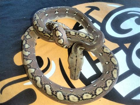 Phantom Het Purple Reticulated Python By The Ivory Connection