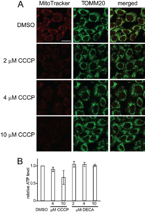 Fig S3 Cccp Uncouples Mitochondria And Reduces Atp Levels But Deca