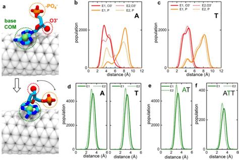 Binding Modes And Distances Between Nucleotides And Surfaces Of Swnt