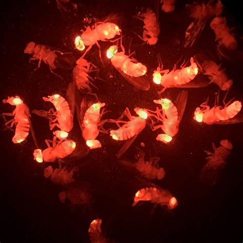 Improved Crispr Gene Drive Solves Problems Of Old Tech Cornell Chronicle