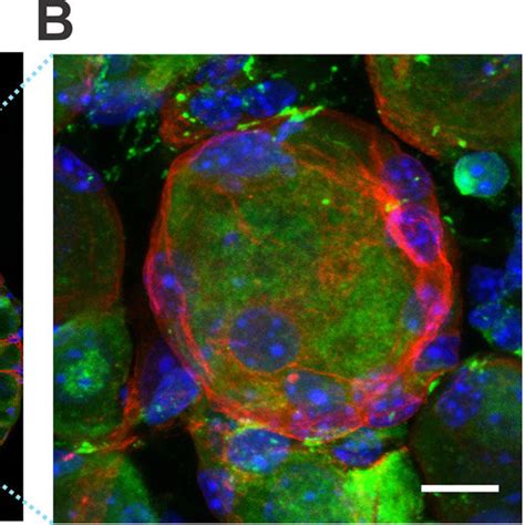 Localization Of Sgcs In Drg A And B Section Of Intact Drg Showing