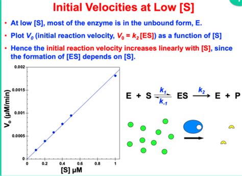 Lecture 11 Enzyme Kinetics Flashcards Quizlet