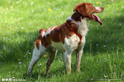 狗摄影图 家禽家畜 生物世界 摄影图库 昵图网