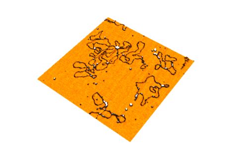 Nano Observer Afm Microscope