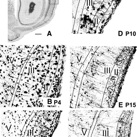 Postnatal Development Of Morphological Properties Of Neurons In Mec Download Scientific