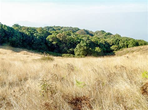 무료 이미지 태국 경치 치앙마이 인 타논 전국의 산 하늘 배경 높은 언덕 숲 전망 녹색 구름 도이 관광 여행 집 밖의 자연스러운 장면