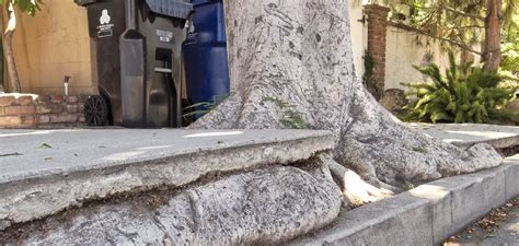 How To Know If Tree Roots Are Damaging Foundation 6 Easy Steps