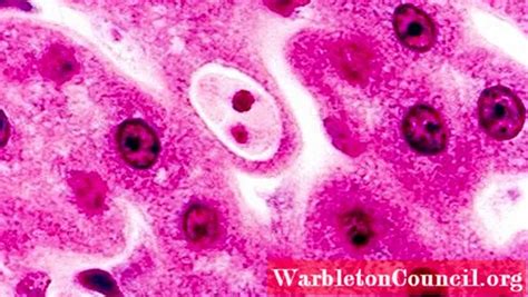 Apicomplexa Characteristics Taxonomy Subgroups Morphology Science 2025