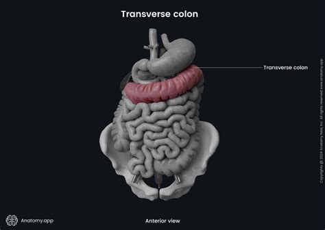 Colon Anatomyapp