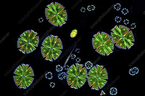Desmids And Dictyosphaerium Green Algae Stock Image C025 8785 Science Photo Library