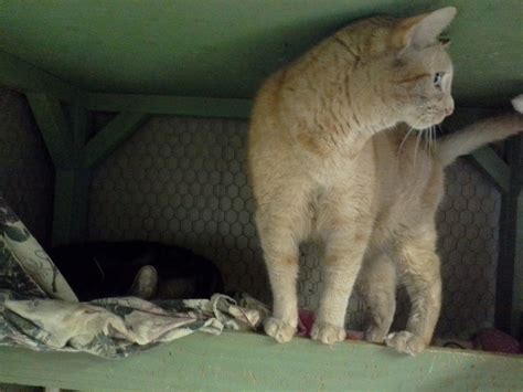 Raps Cat Sanctuary Simba And Jack Friends Forever