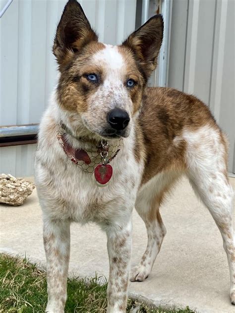 Scout Our Newest Foster Fail Raustraliancattledog