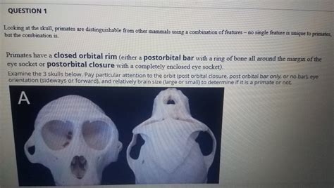 Solved Question 1 Looking At The Skull Primates Are