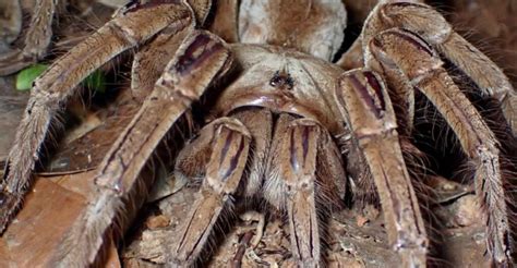 World Record Biggest Spider Ever Found In The United States