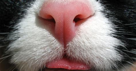 Cancer In My Cat S Nose Ehow Uk