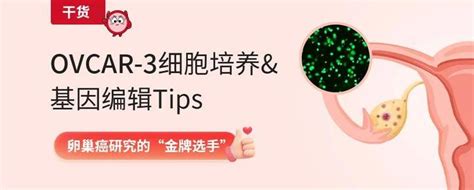 一文掌握｜ovcar 3细胞培养 And 基因编辑全攻略 知乎