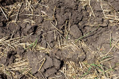 The Texture Of Dried Earth In The Field With Cracks And Compacted